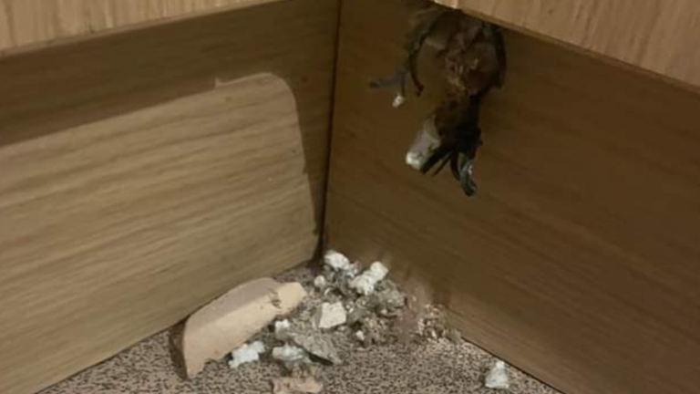 Family 'traumatised' after 'plague of rats' invade