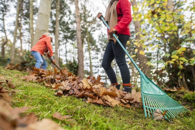 The Smart Homeowner's Guide to Raking Leaves at the Right Time