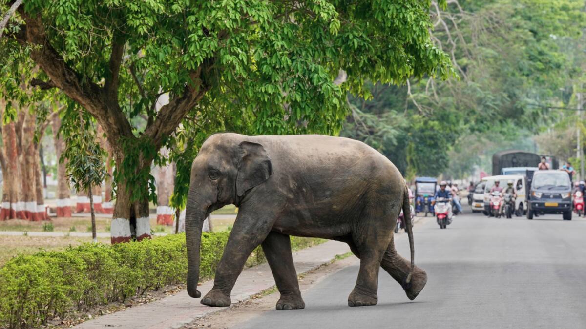 Déclin en Inde: La population d'éléphants a chuté d'un quart en une ...