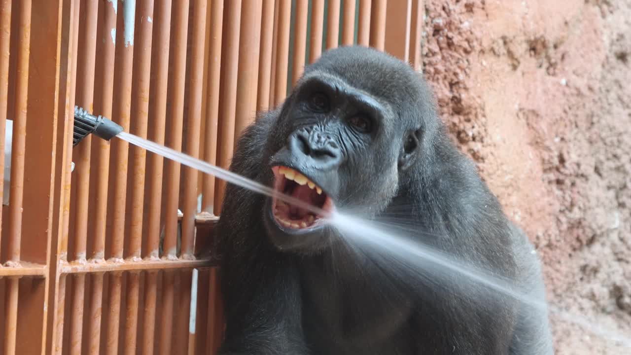 Young gorilla Ajabu pulls hilarious faces as zookeepers spray him with ...