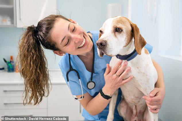 Vet sector shake-up set to bring down pet medicine costs as prices soar