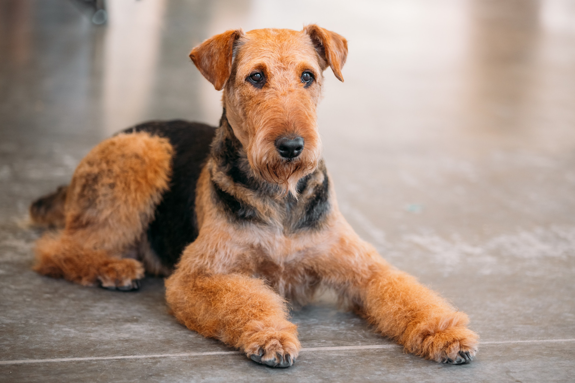 As raças de cães ideais para quem sofre de alergia