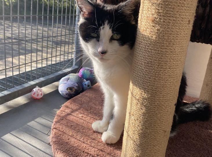 Cat crisis: Urgent Adoptober plea as record 1,700 cats in RSPCA ...