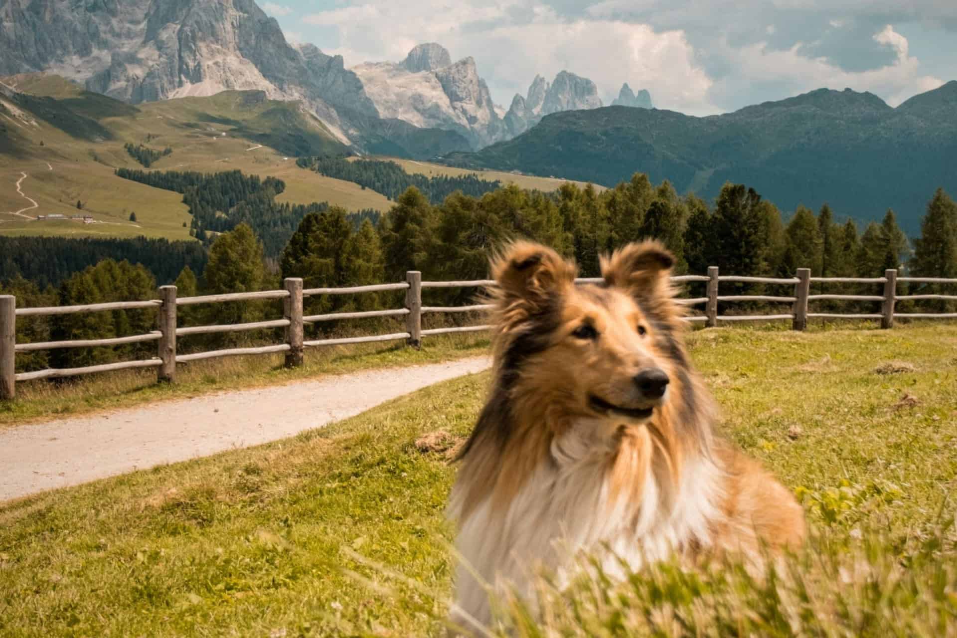 Meet 13 Farm Dogs Who Could Teach Us All a Few Things About Hustle