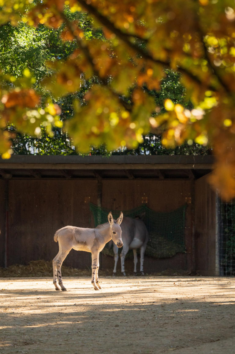 Hengst Adam sorgt für Nachwuchs: Zwei Fohlen auf der Welt, «Nachzügler ...