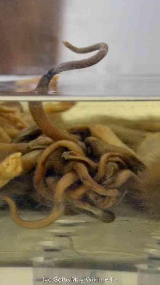 What Happens When Rats Literally Get Stuck Together