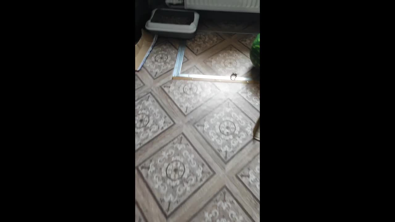 Funny kitten sleeping in awkward position in Firovo, Russia