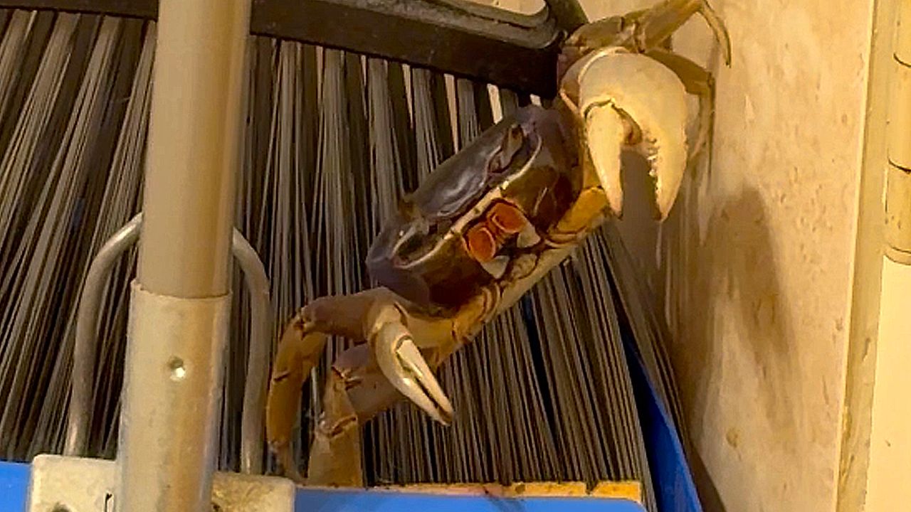 Krabbe auf dem Klo: Mann sitzt mit unerwartetem Mitbewohner fest