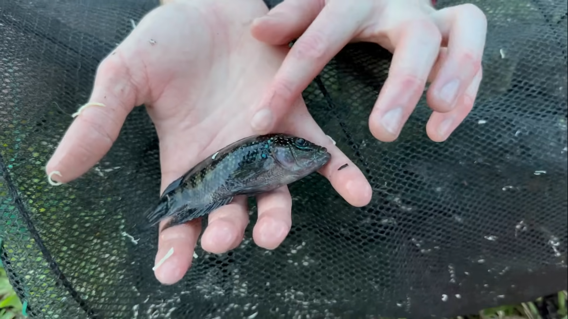 24-hour fish trap catches monster aquarium fish