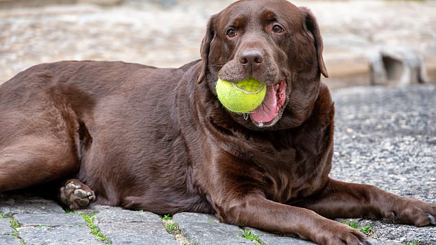 Dog's guilty face after owner finds broken toy