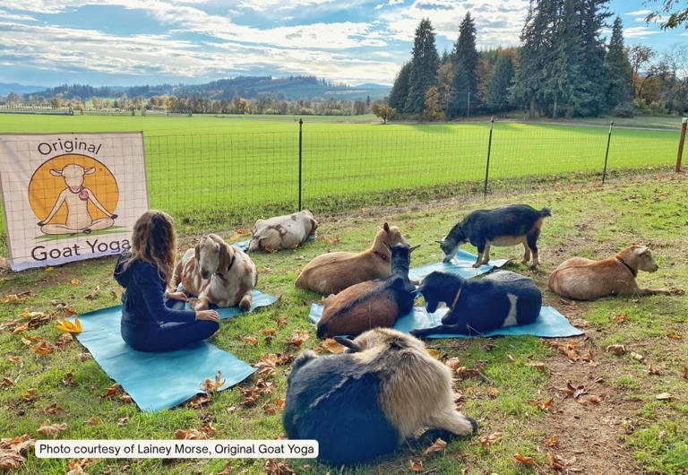 Goat Yoga: A Story of Connection, Calm, and Cuddly Goats
