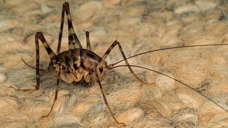 Why Spider Crickets Love Your Cool, Dark Basement And How To Get Rid Of ...