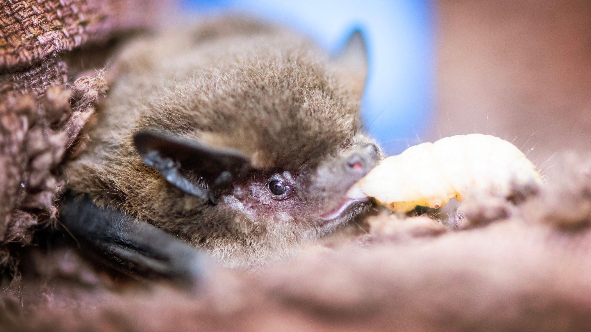Bat flushed down toilet released back into the wild