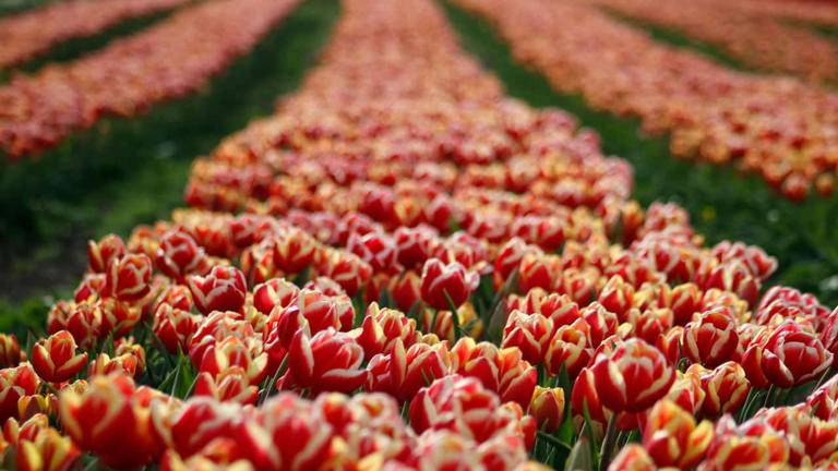 ‘Smiling Friends’ Creators Say They’re “Allergic To Messages”, Will ...