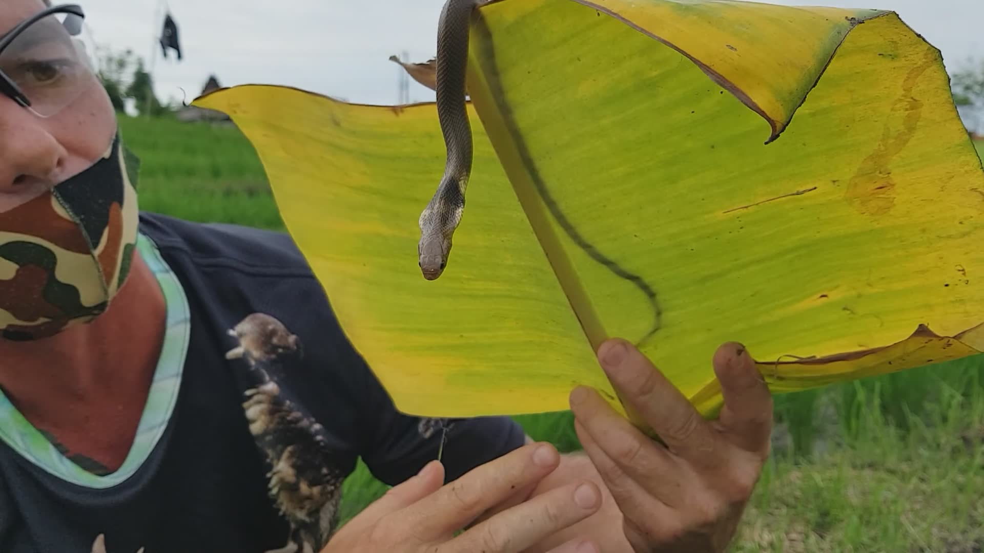 Snake facts about cobra snakes