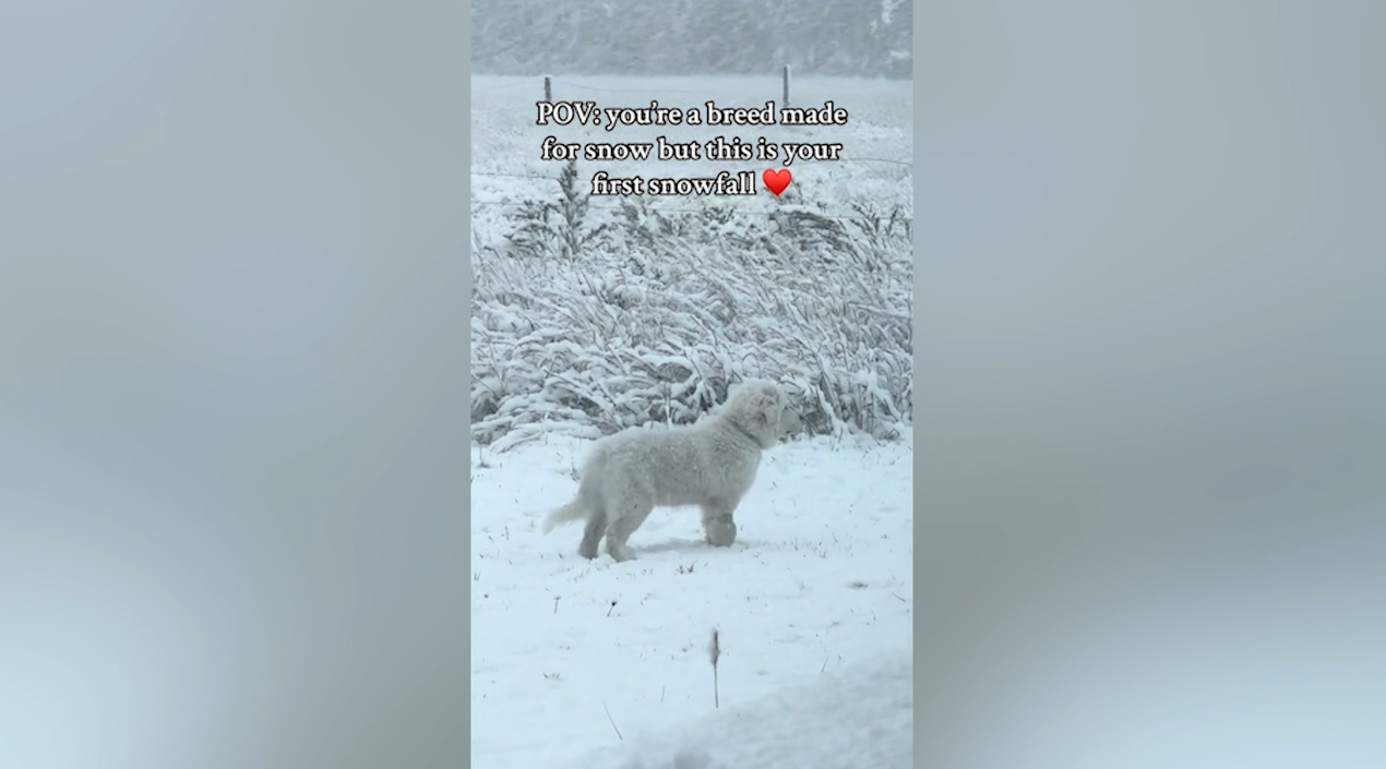 Awe As Puppy Originally Bred For Snow Experiences First Snowfall