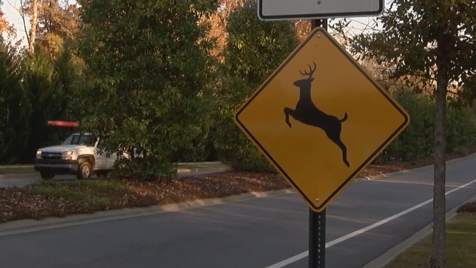 Understanding deer-car accidents and their severity