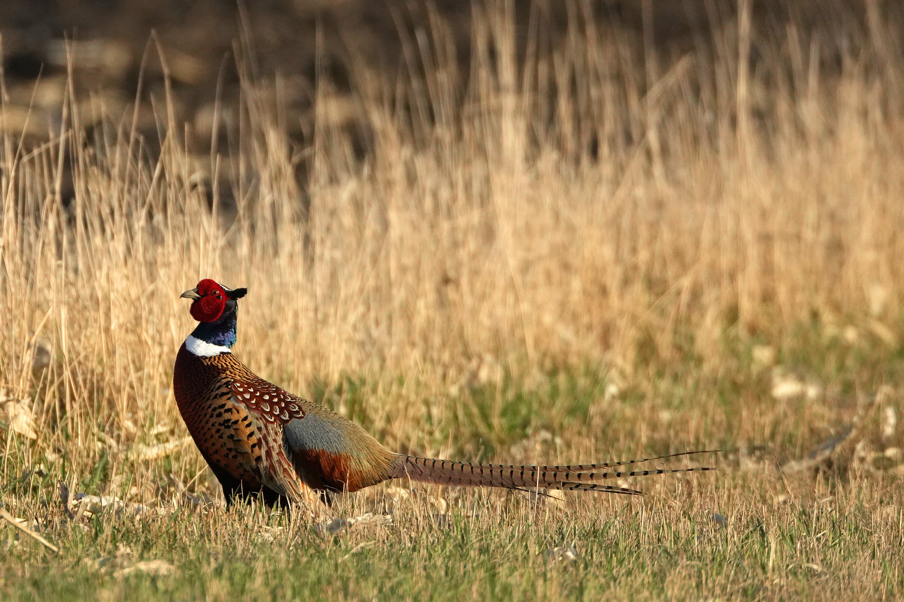 Dennis Anderson: Are insecticides toxic to pheasants and the places ...