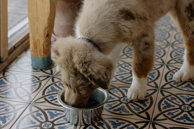 6 Signs That Your Dog Is Happy And 5 Warnings They’re Not Doing Well
