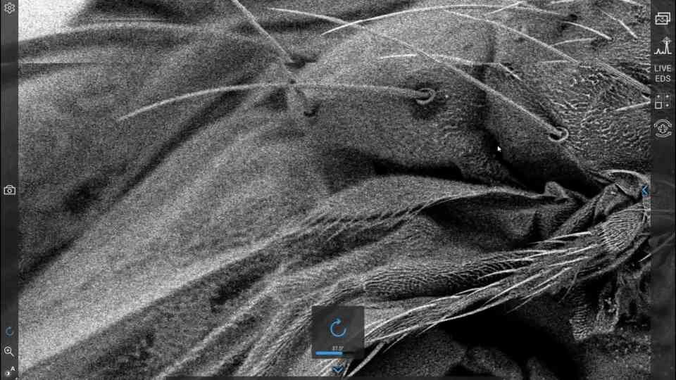 What a Fruit Fly Looks Like Under an Electron Microscope