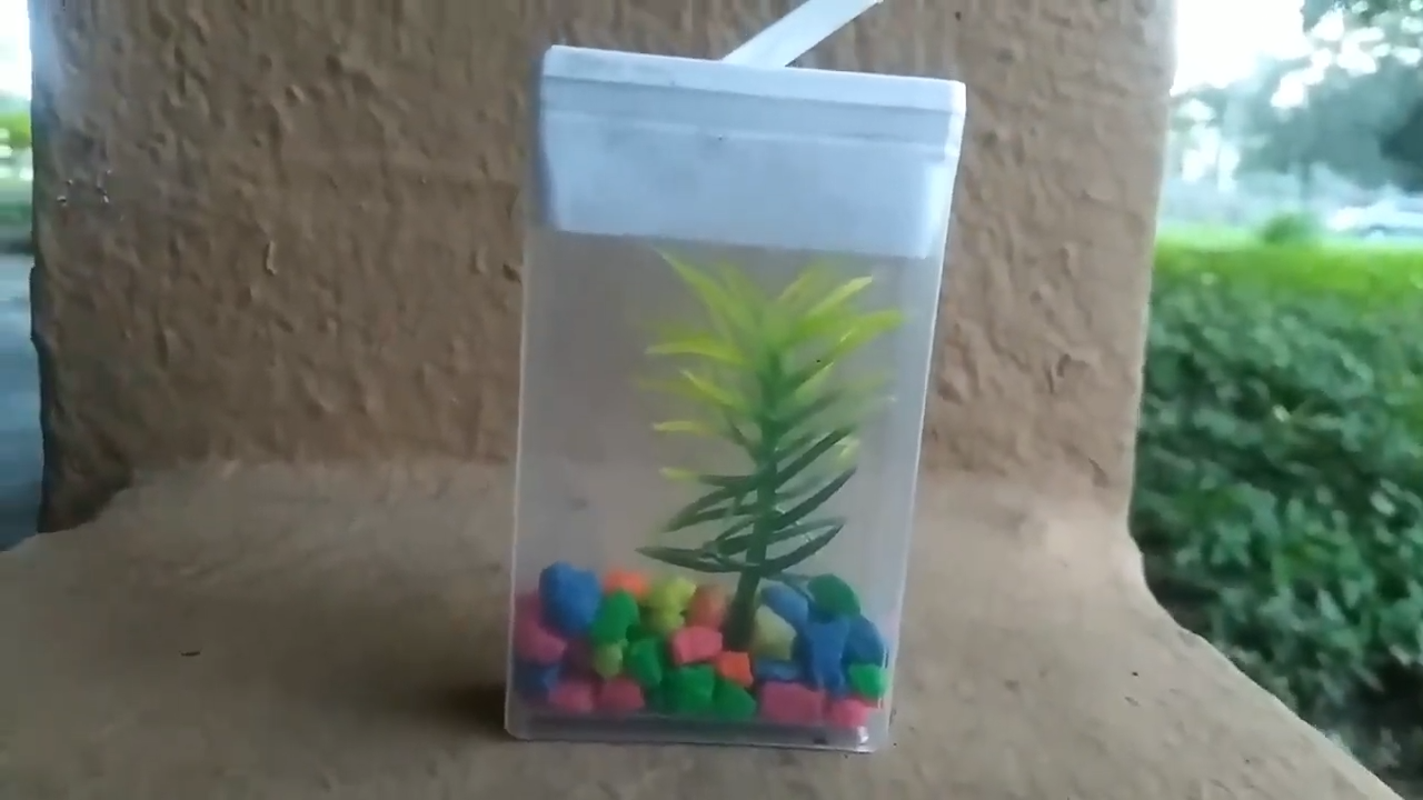 Tic Tac box fish aquarium DIY - mini tank build