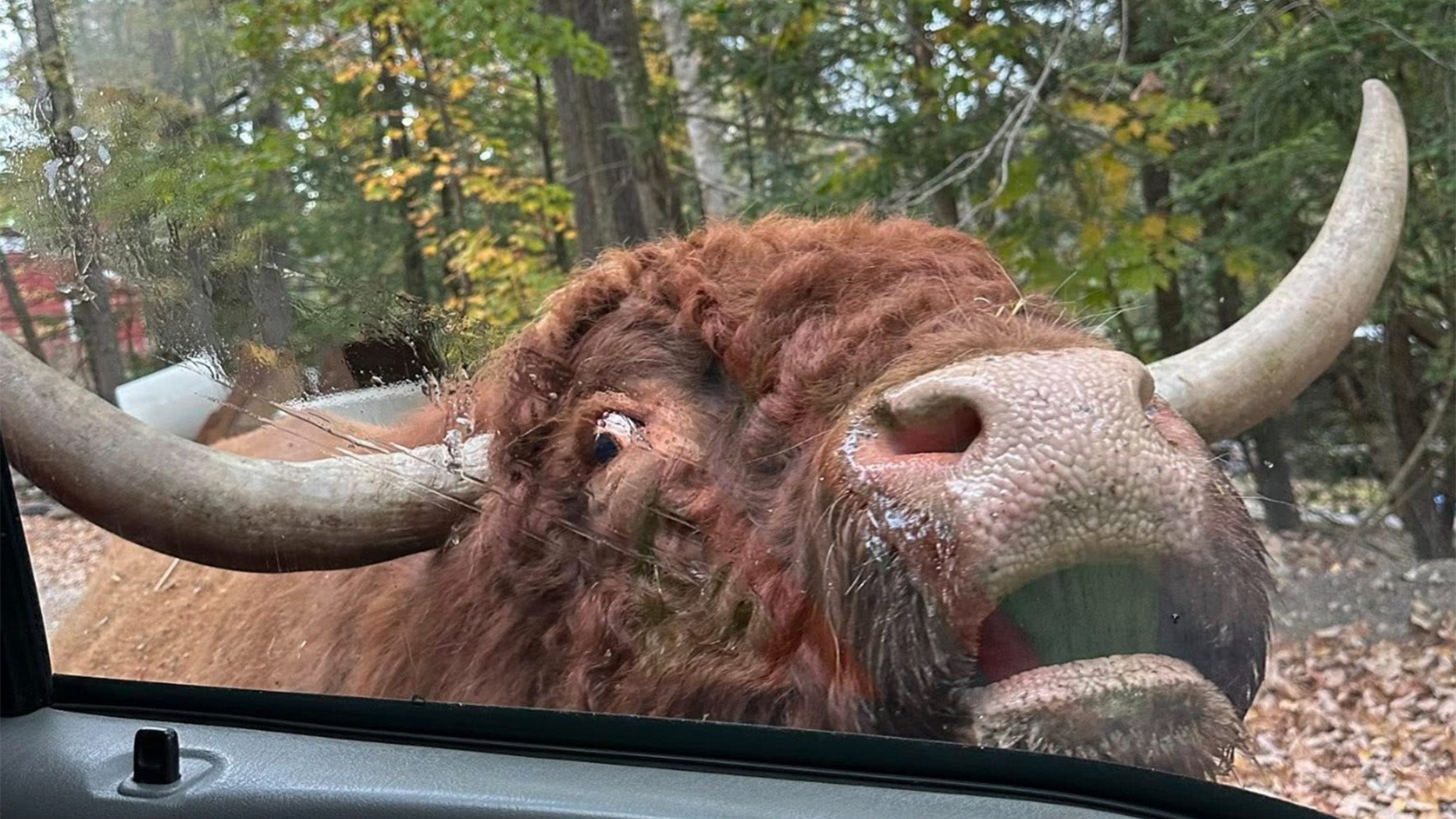 Carl the Curly-Haired Bull Goes on a Massachusetts Adventure