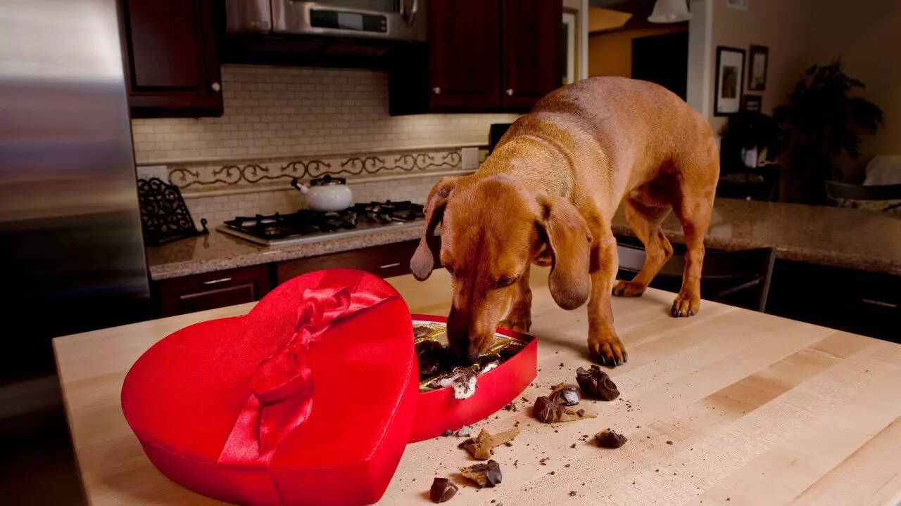 8 everyday foods in your kitchen that can poison dogs and cats