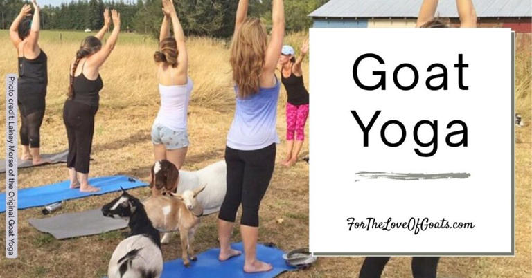Goat Yoga: A Story of Connection, Calm, and Cuddly Goats