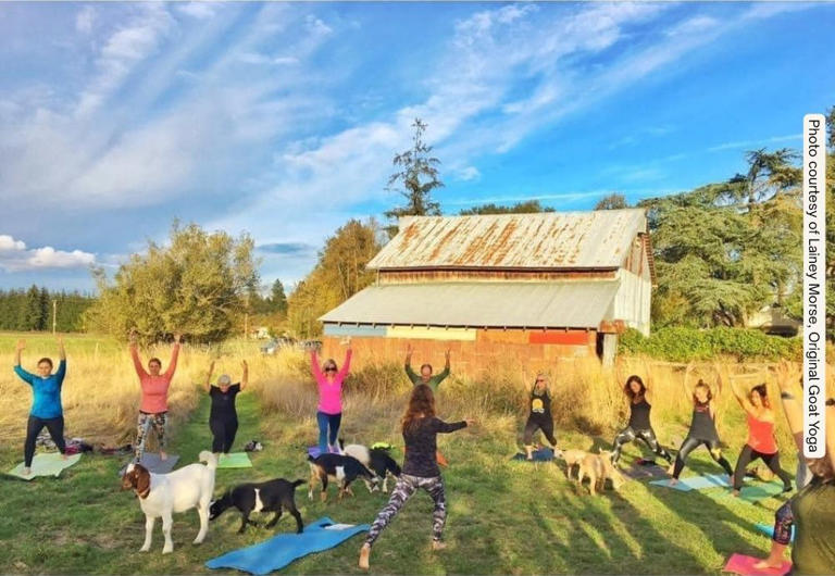 Goat Yoga: A Story of Connection, Calm, and Cuddly Goats