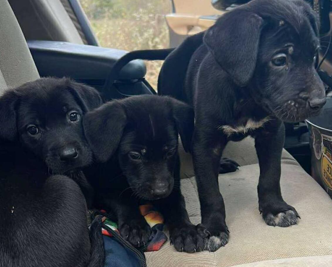 Howell County Sheriff’s Office investigating puppies found inside a ...
