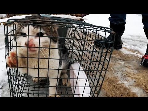 Caught feral cat, deciding next steps on farm
