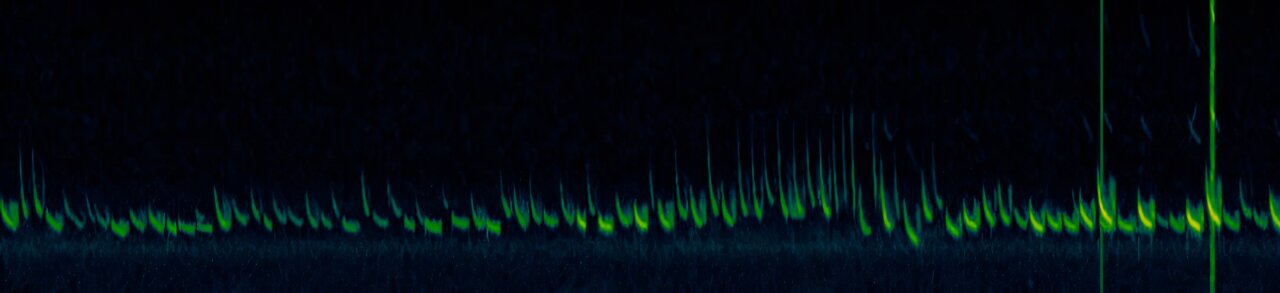 Exploring solar farms as potential habitats for bats