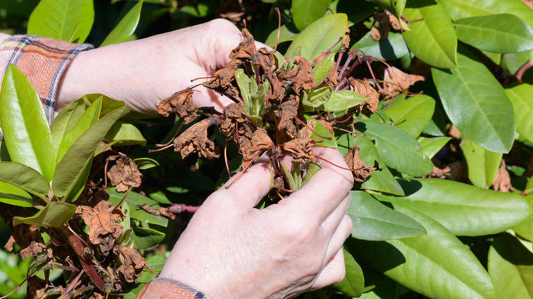 Start Your Fall Rhododendron Tasks Now For Beautiful Spring Blooms