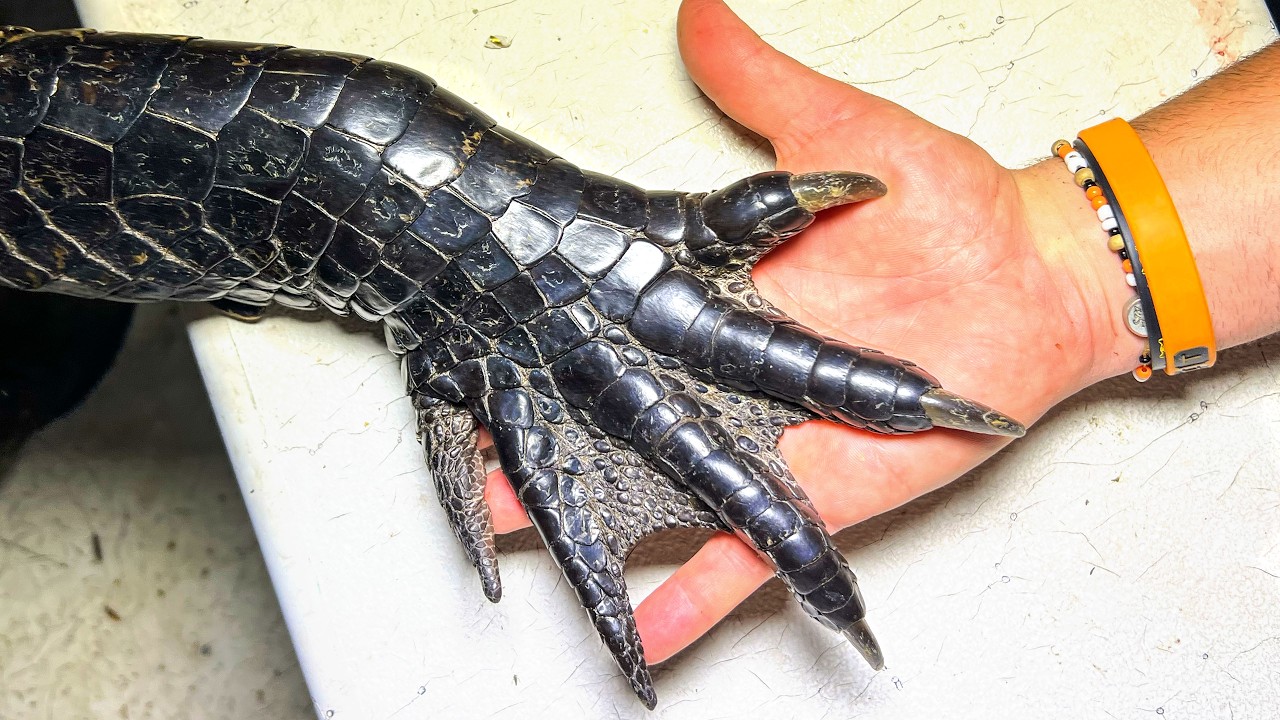 Catching a 300-Pound Alligator… Barehanded!