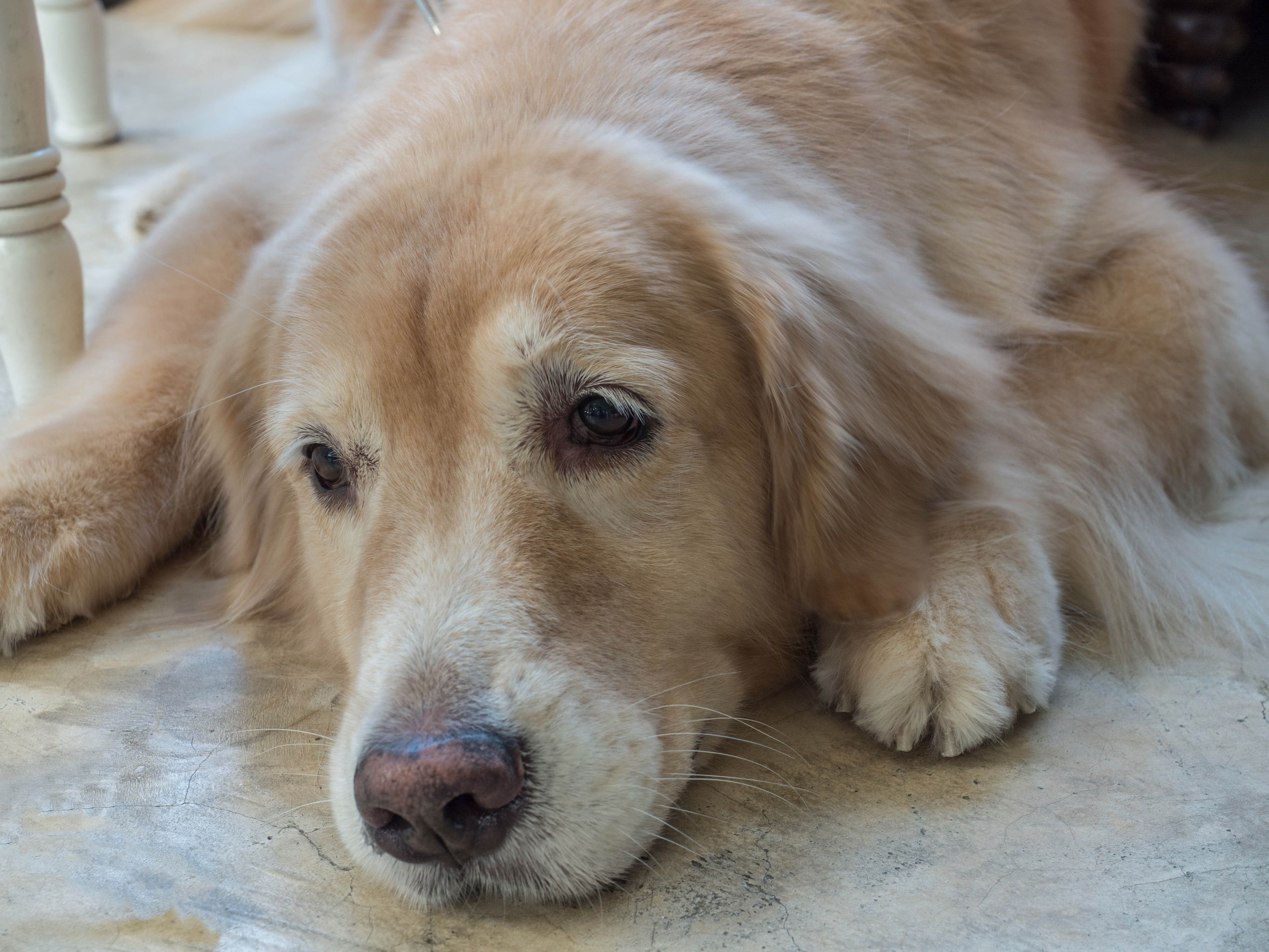 Woman adopts “golden retriever”—years later DNA test reveals shocking truth