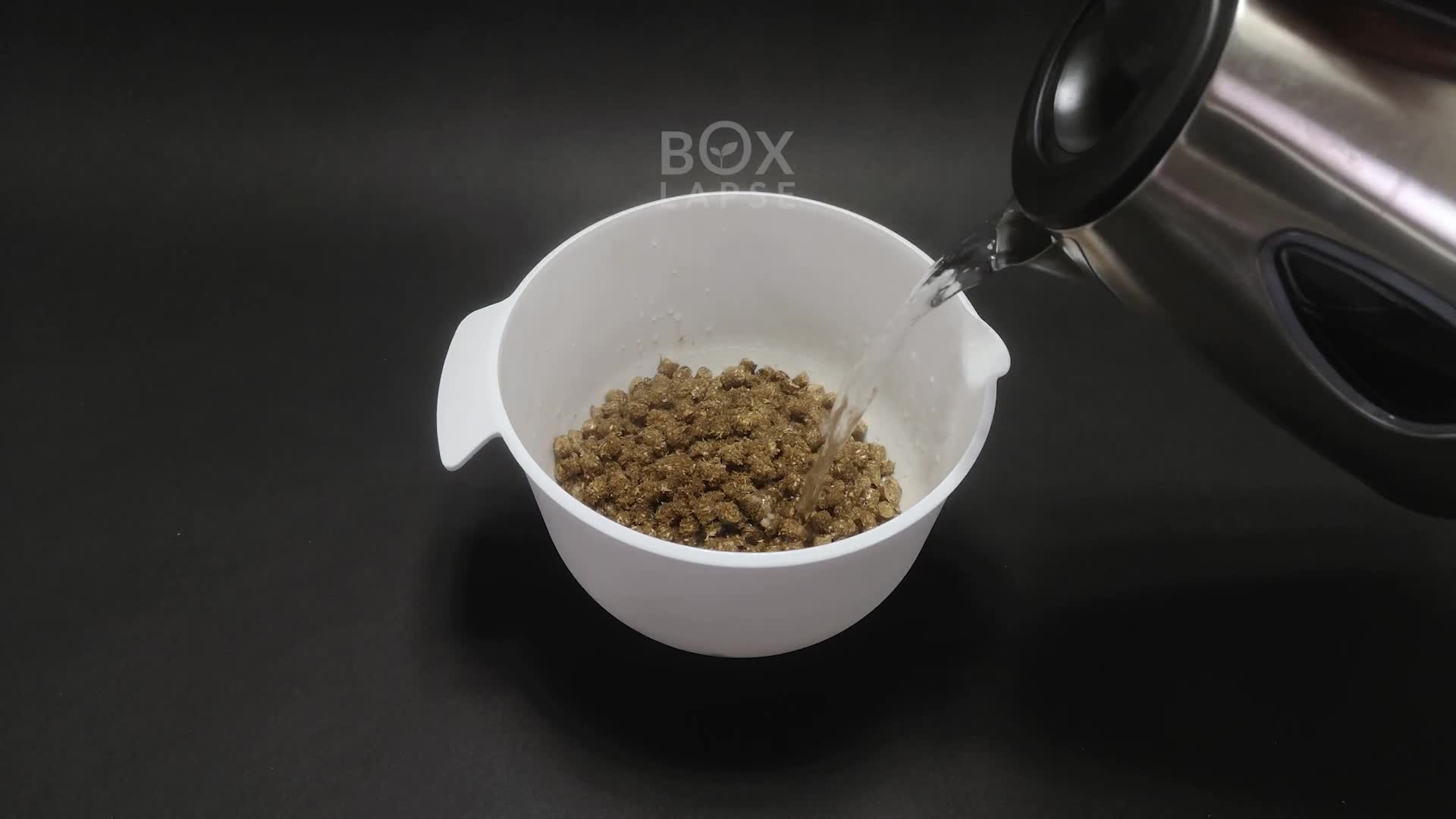 Magical reishi + oyster mushroom time-lapse