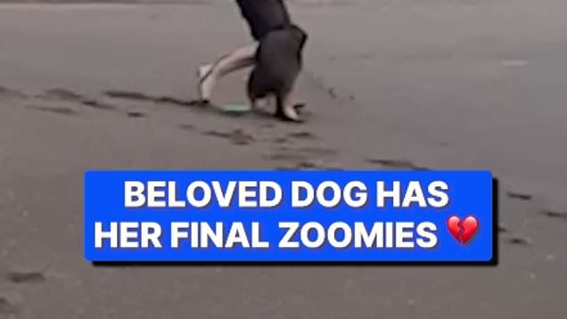 Dying dog has final zoomies on golden beach