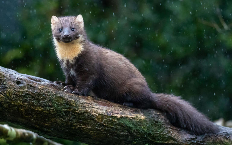 A Sleek Forest Predator Makes a Stunning Comeback in a UK National Park ...