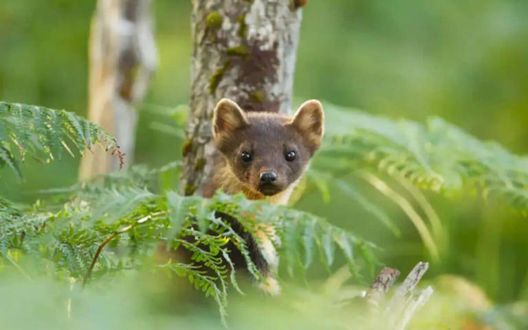 A Sleek Forest Predator Makes a Stunning Comeback in a UK National Park ...