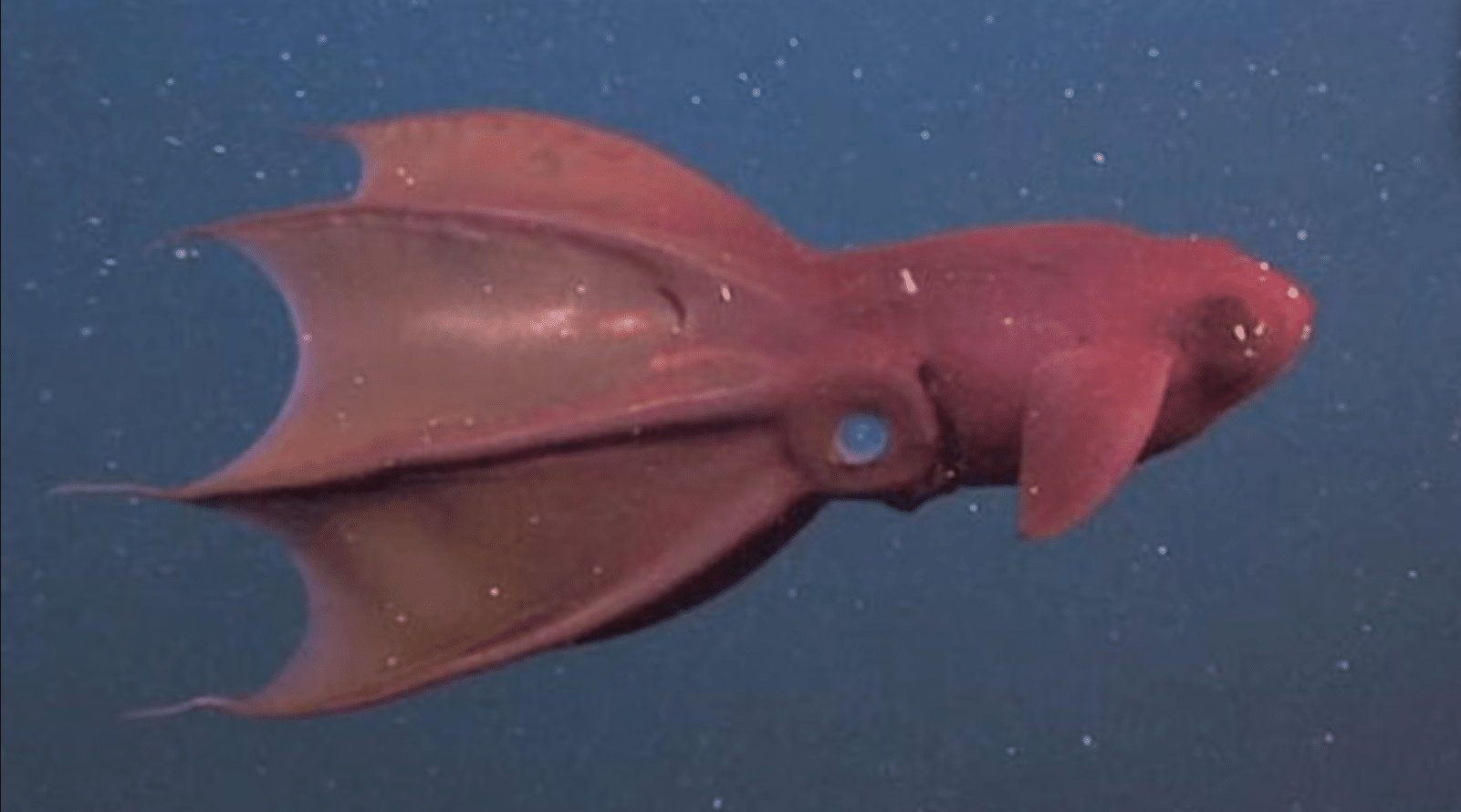27 Real Deep-Sea Creatures Straight Out of Sci-Fi