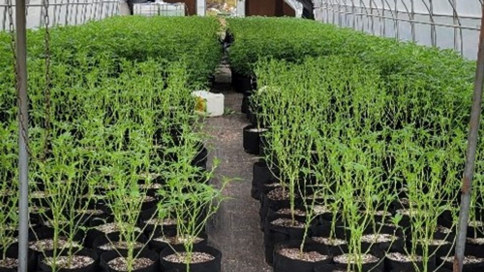 Nearly 19,000 marijuana plants seized from illegal grow operation in Pawnee