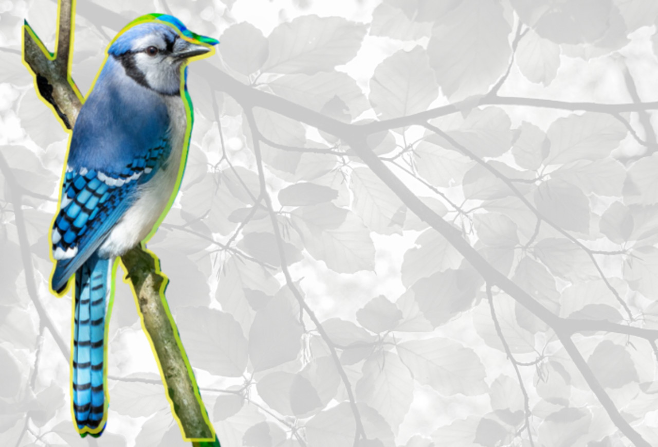 The colour blue is elusive in nature. Here's why