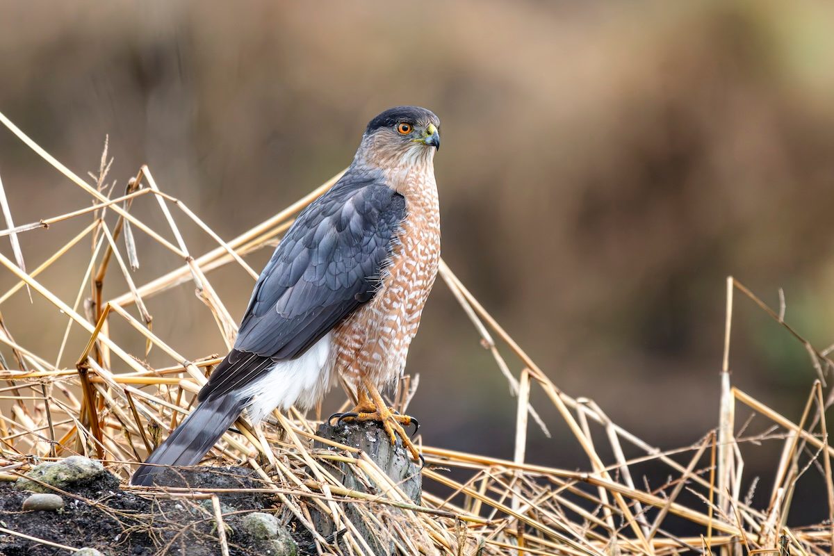 How to identify a Cooper’s hawk
