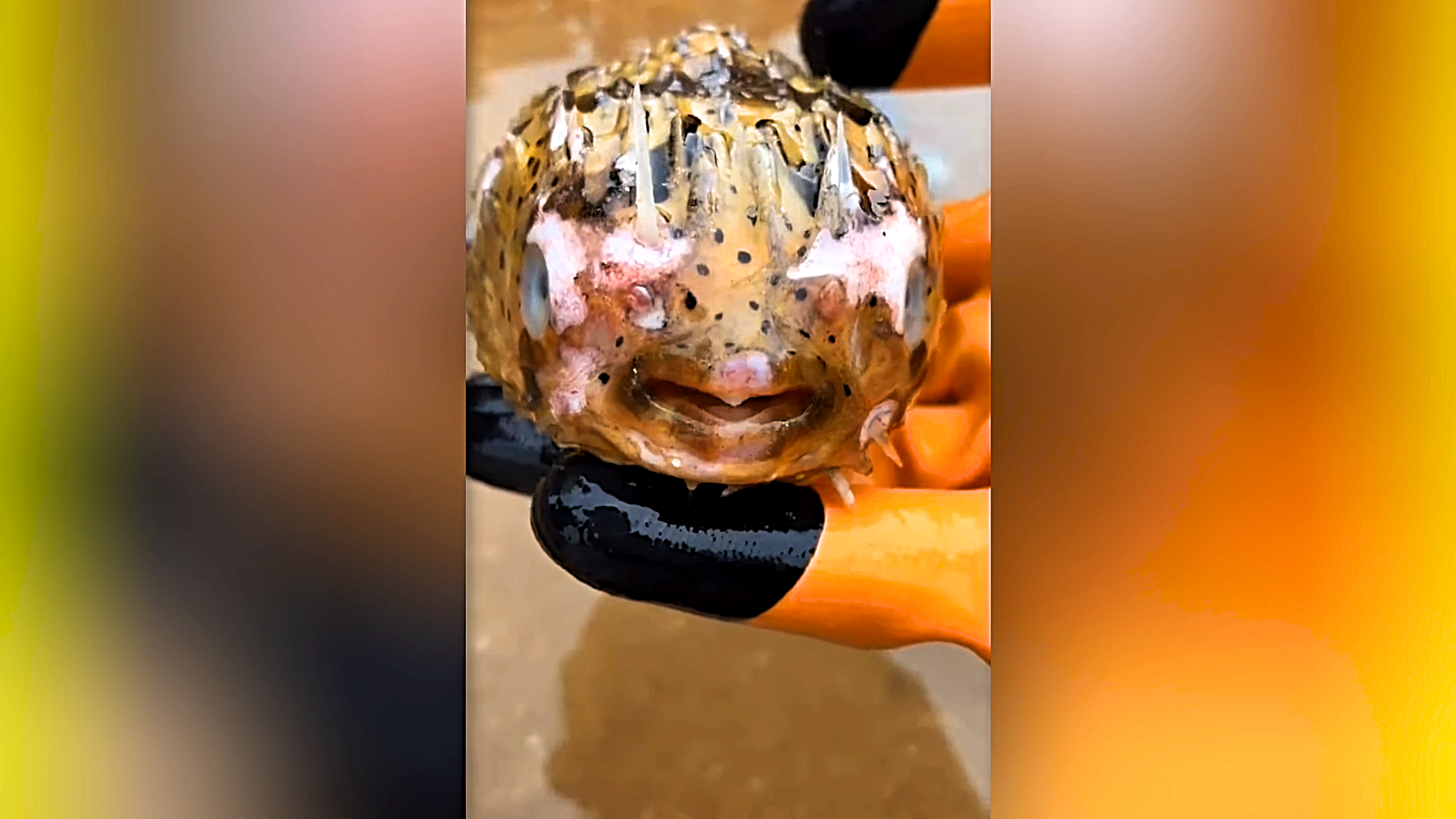 Puffer Fish Was Caught on Camera and Then Released into the Lake
