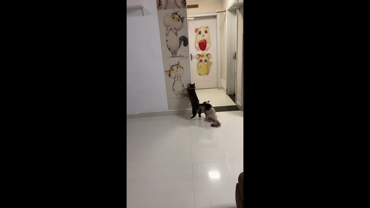 Cats climb wall to shelves in Hunan, China
