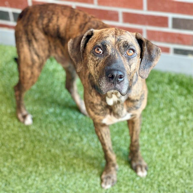 Looking to add a pet to your family? Booker, Melody, others available at OKC-area shelters