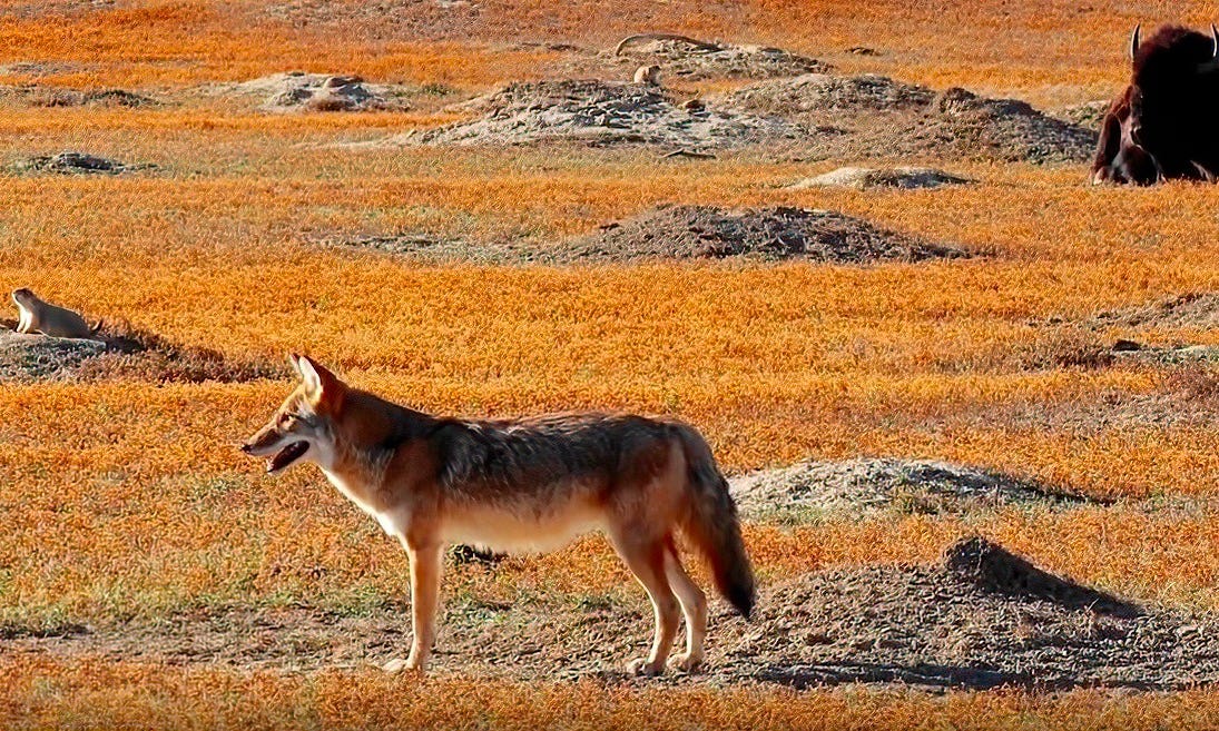 Three critters share a moment in national park, what is each thinking?