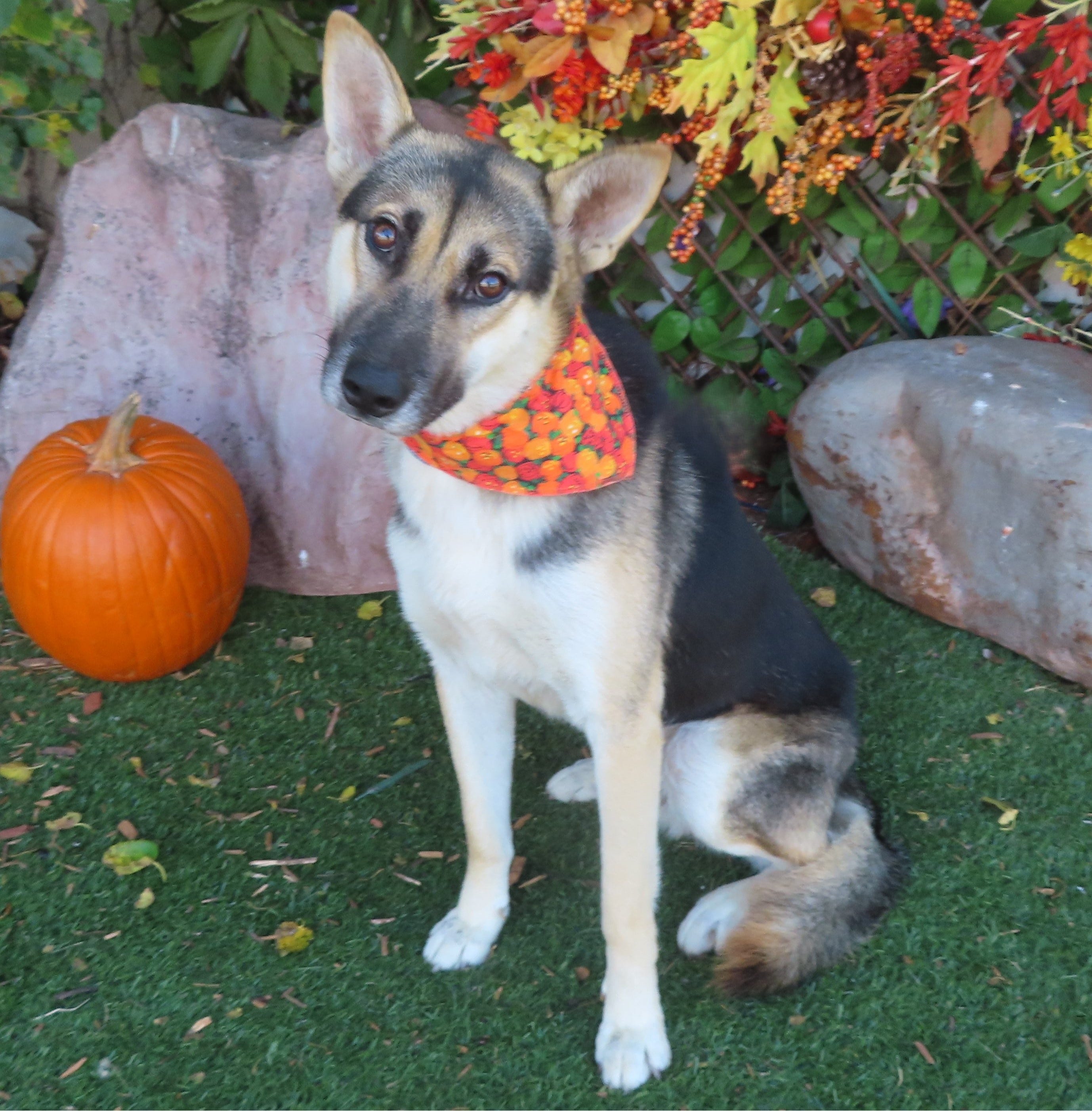 Looking to add a pet to your family? Booker, Melody, others available at OKC-area shelters