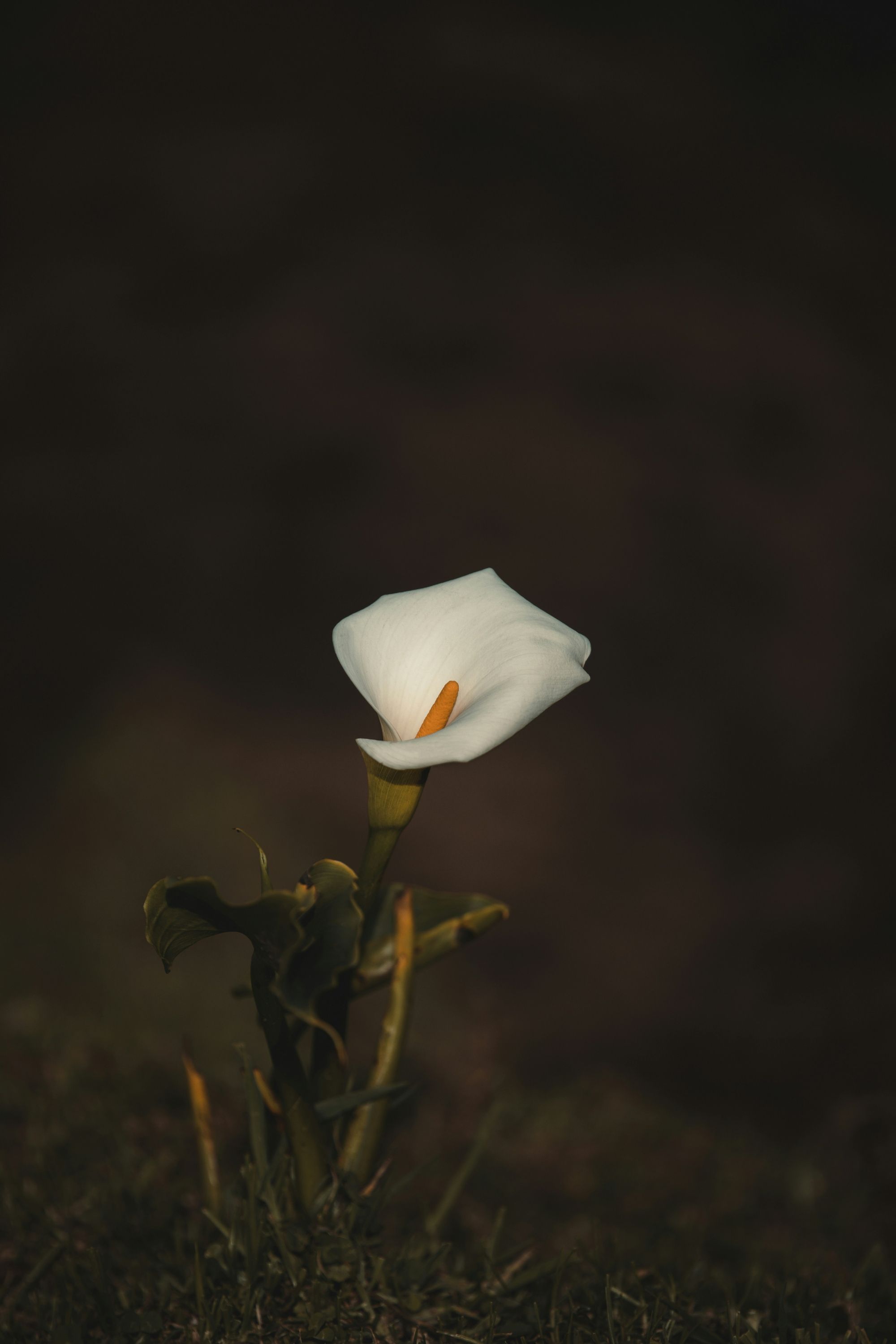 Flor alcatraz: la flor que une elegancia, mito y diseño