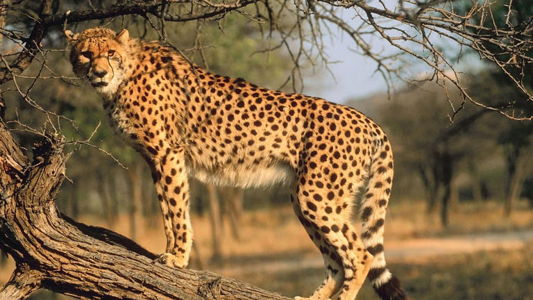 Visit India’s First-Ever Cheetah Safari At Sheopur, Madhya Pradesh ...
